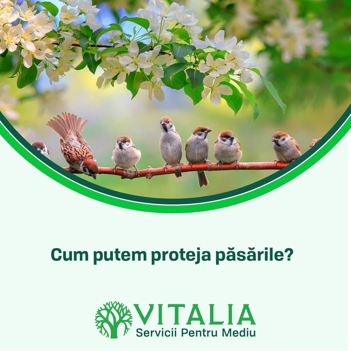 Vitalia Mediu: Cum putem proteja pasarile ? - PHonline.ro