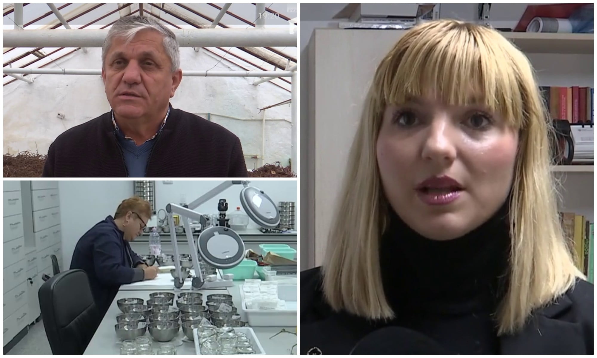 Leguma românească înviată genetic la 100 de ani de la dispariţie ...