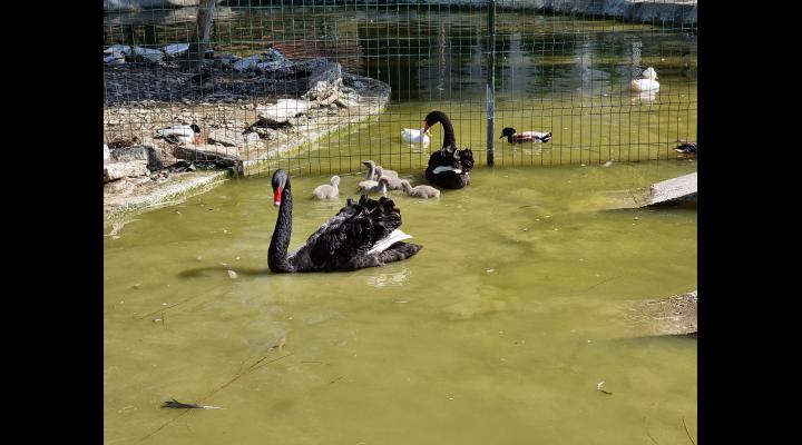 Cinci boboci de lebădă neagră pot fi admirați la Zoo Bucov - PHonline.ro