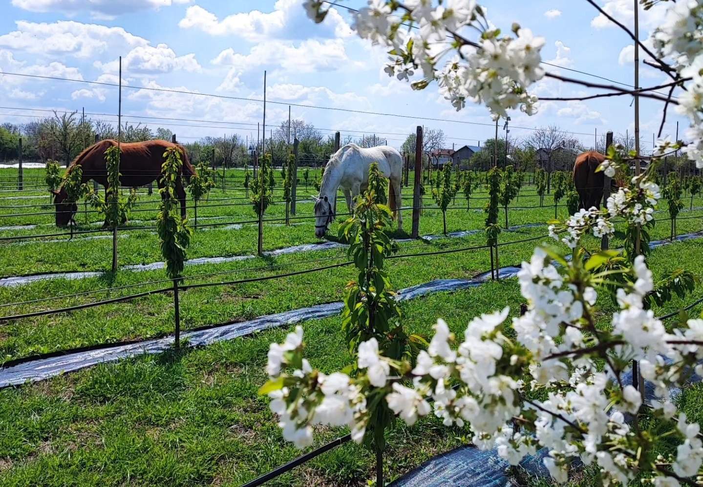 Copacii pe care să nu-i plantezi niciodată în curtea casei tale. Atrag ...